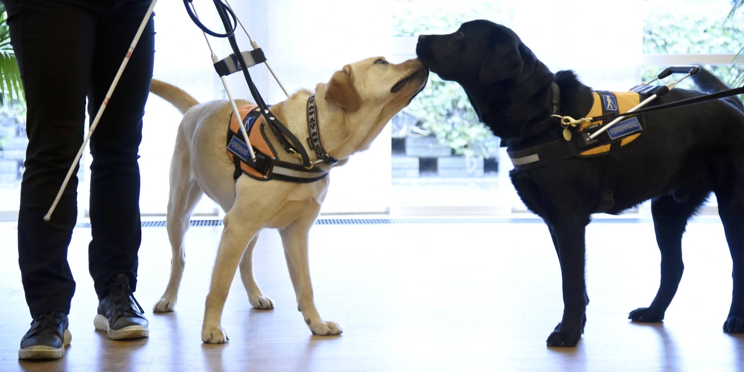 Kenneth var flyvende med førerhund - Dansk Blindesamfund